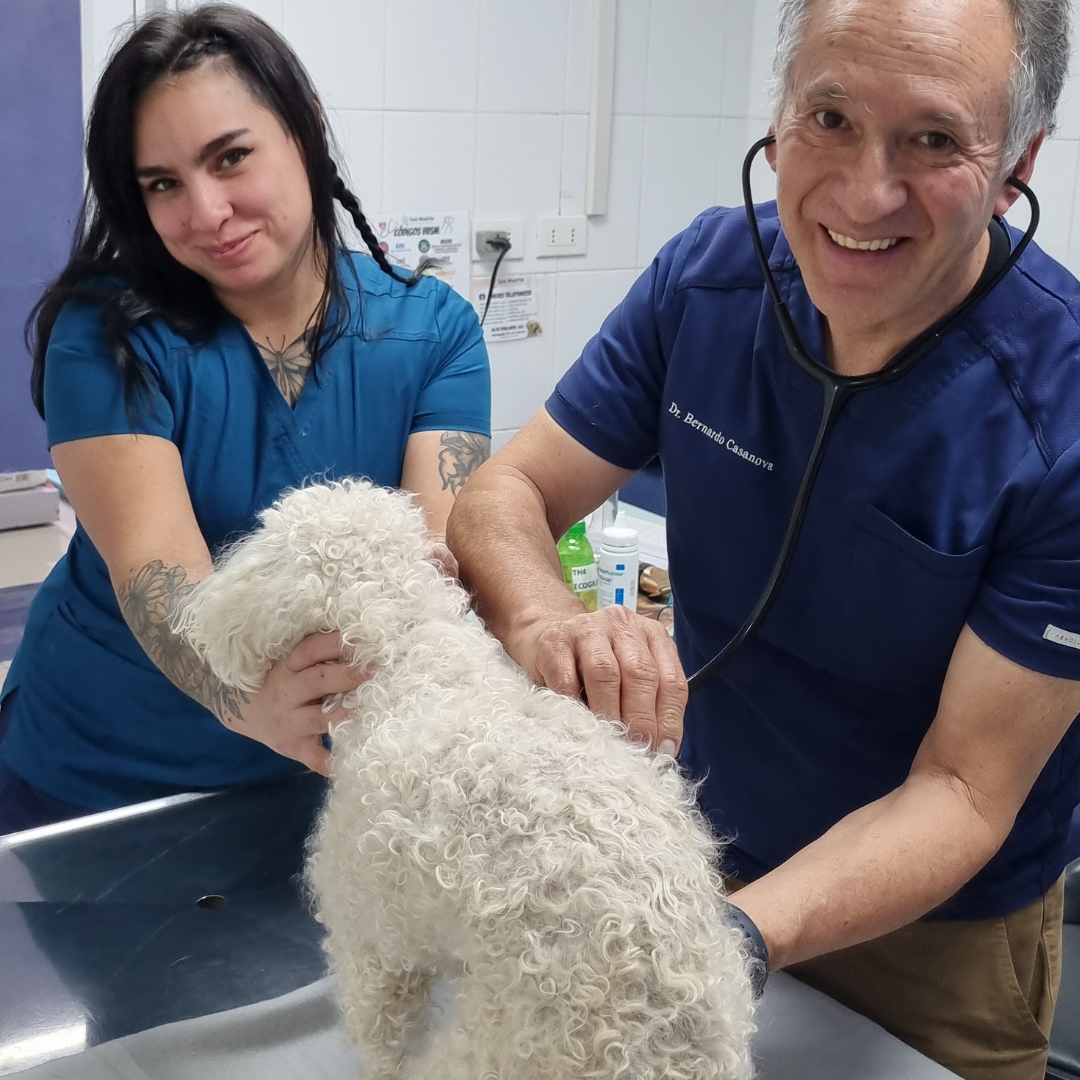 Hospital San Martín | Veterinario 24/7 en La Florida, Santiago